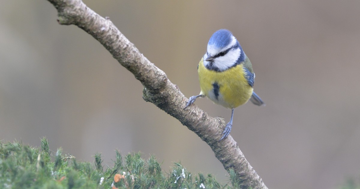 Vogeltrek: Invasie van pimpelmezen